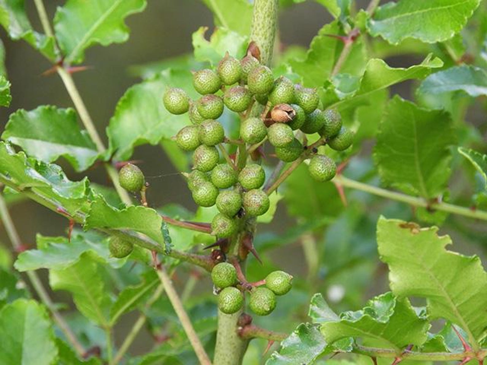Hercules Club Tree Seeds: Zanthoxylum Clava-herculis, Prickly Ash (10 ...