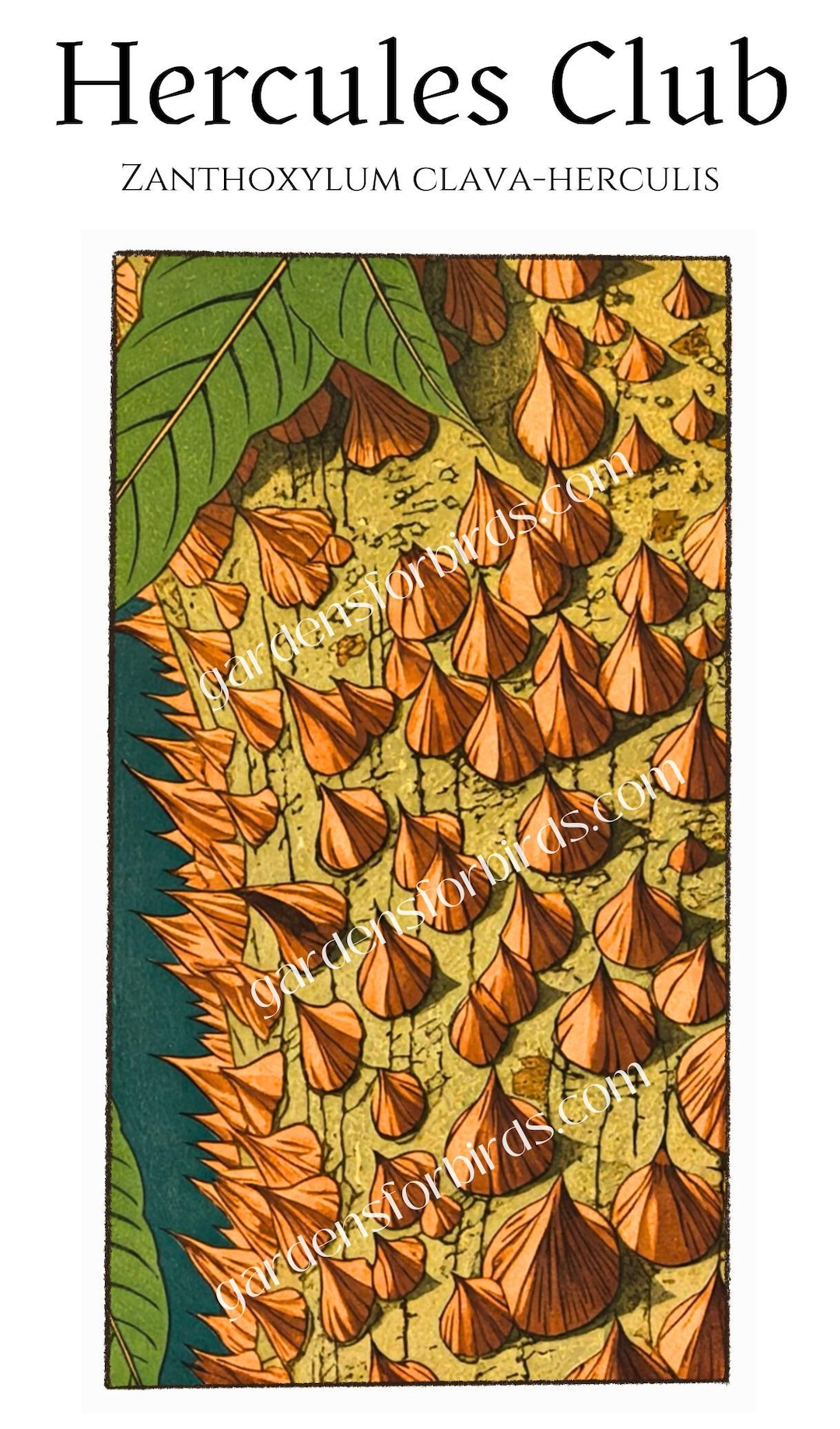 Hercules Club Tree Seeds, Zanthoxylum Clava-herculis, Toothache Tree ...