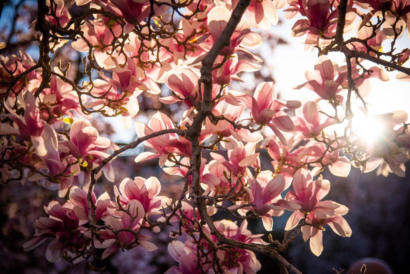 Pink Magnolia Tree Blooms with Sunset Ready-to-Hang Canvas - Etsy.de