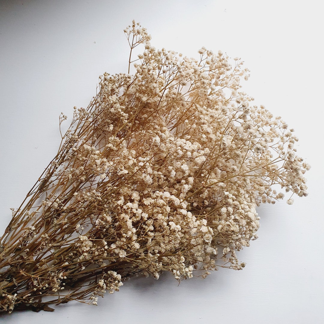 Naturally Dried Baby Breath / AESTHETIC DRY FLOWER, Dried Baby Breath ...