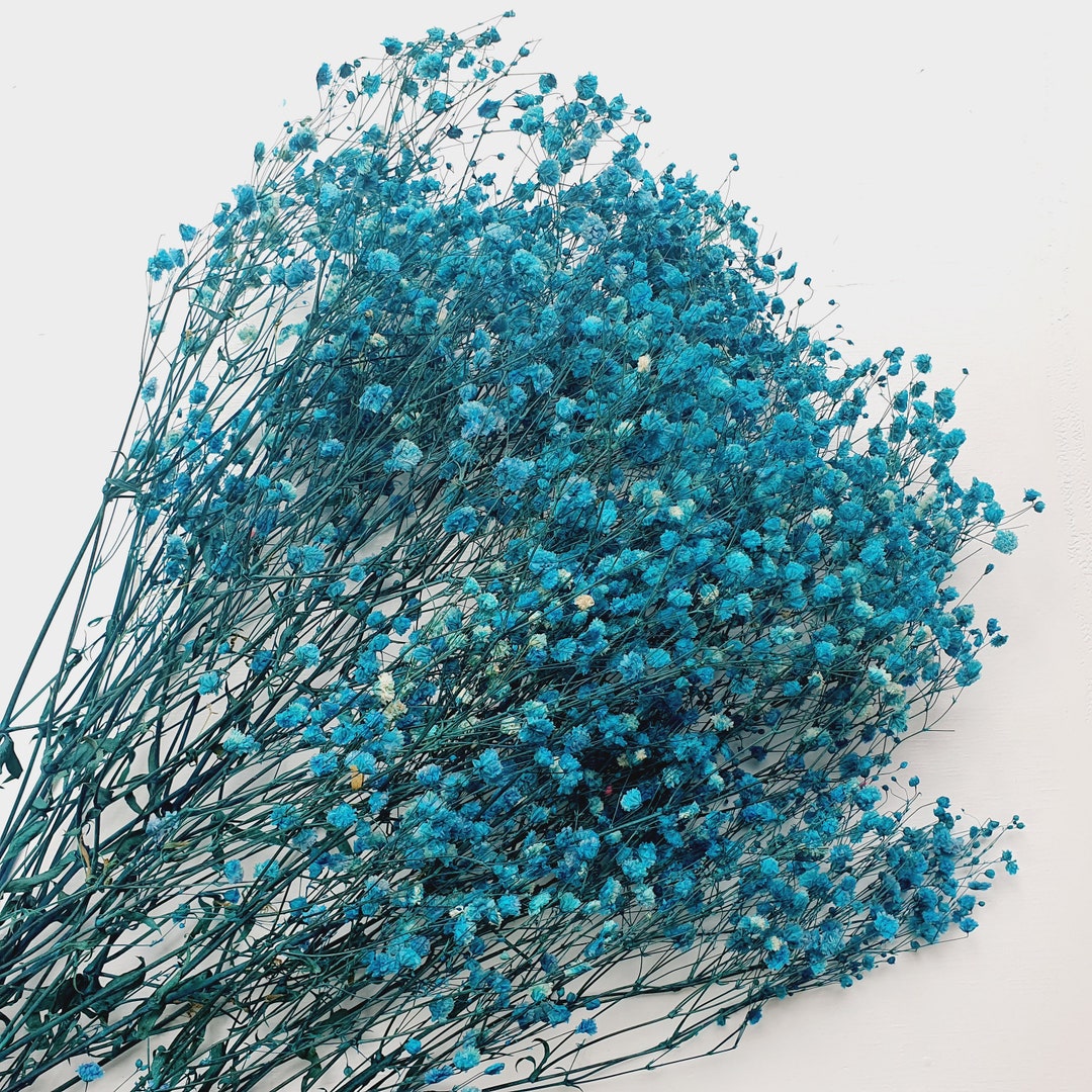 Blue Preserved Baby Breath / Naturally Dry Flower Aesthetic - Etsy
