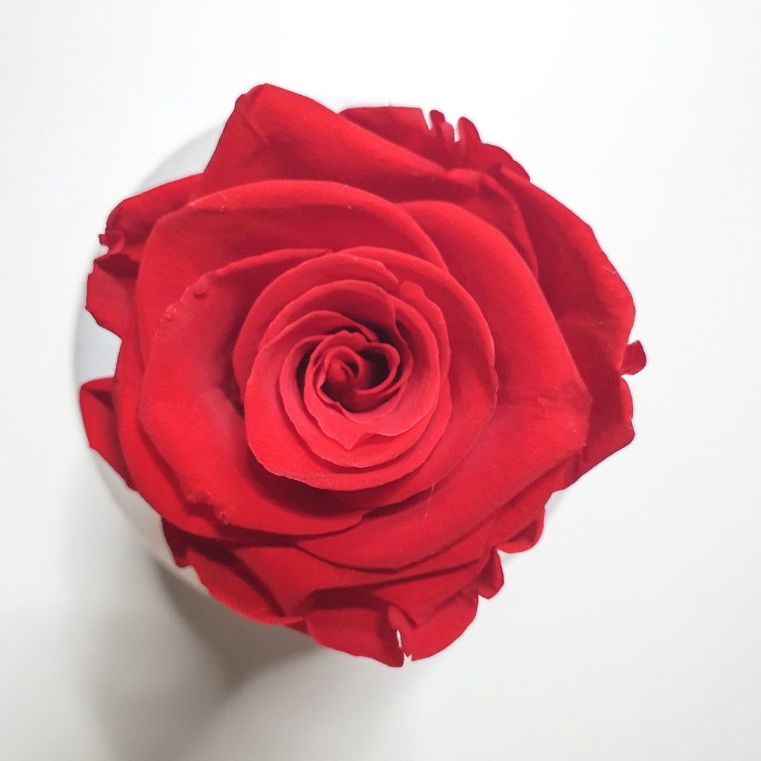 Pure Red Preserved Rose | Single Rose Head Preserved | Forever Rose ...