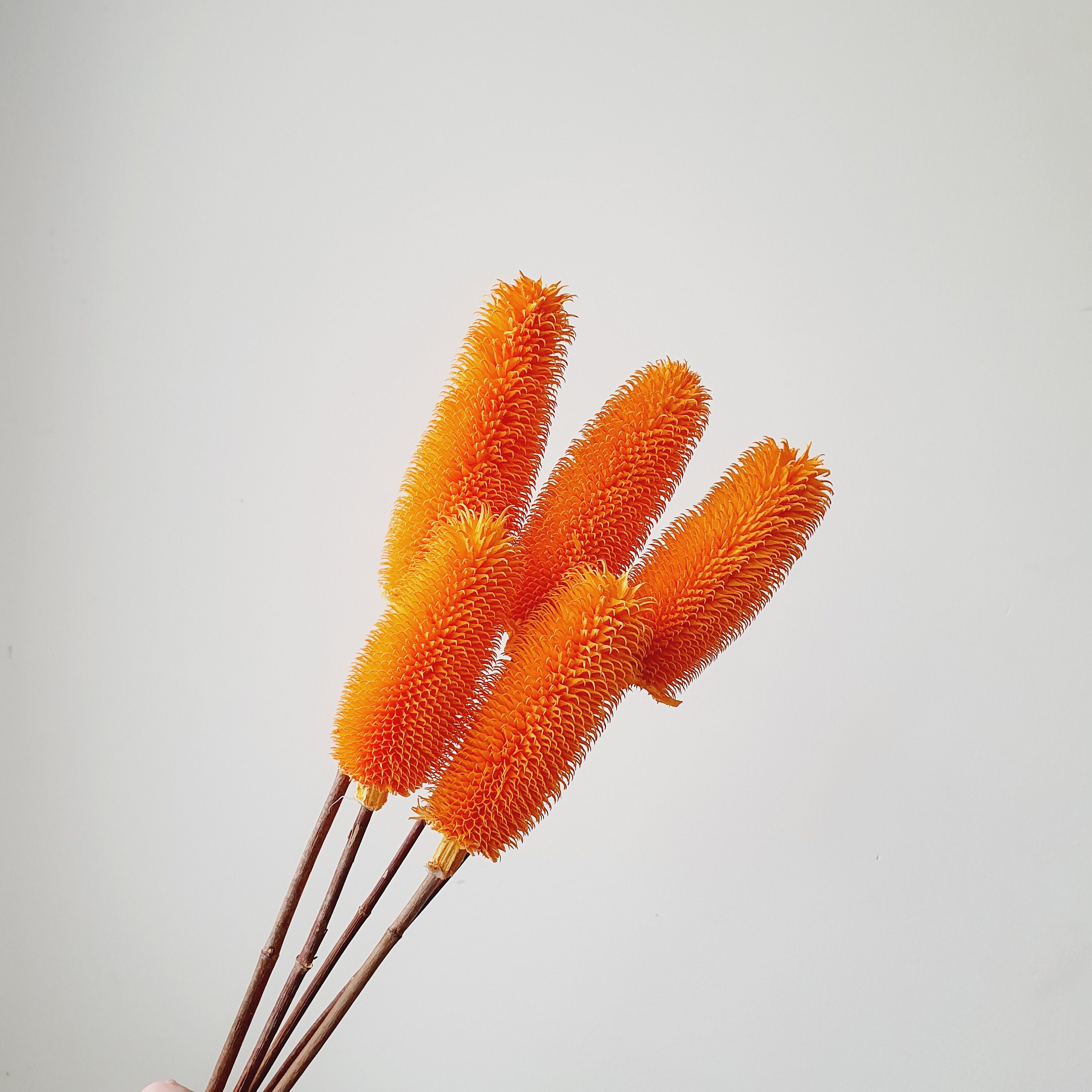 Bold Orange Thistle Flowerlarge DRIED THISTLE Preserved - Etsy