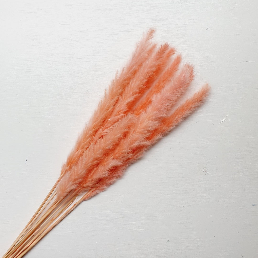 Small Pink Pampas Dried Pampas Grass Flower / Tall Floral Arrangement ...