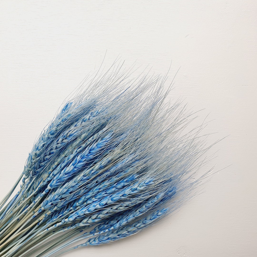 Dried Blue Wheat Grass Flower|dried Wheat Grass , Dried Botanicals ...