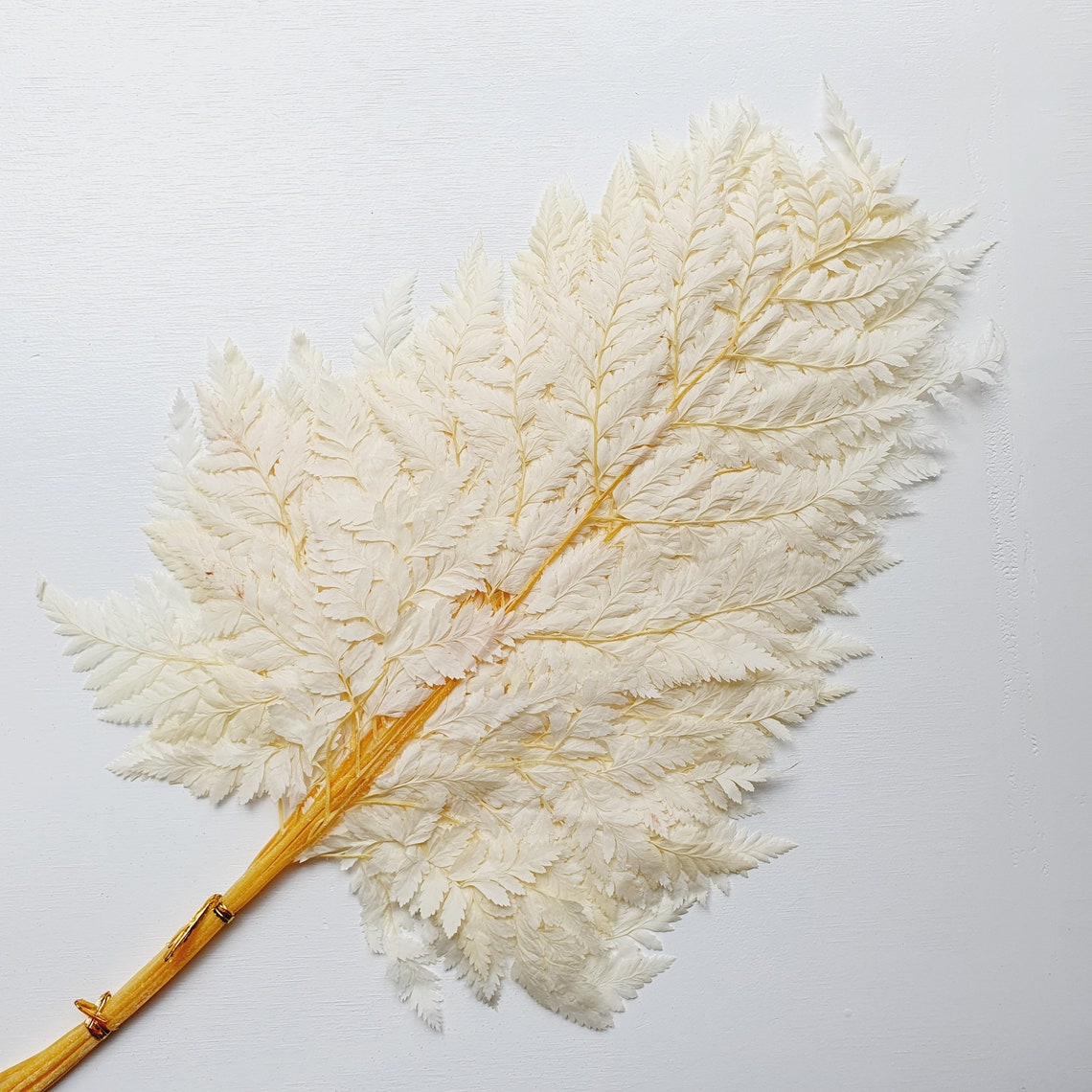 Preserved White Leather Fern / Dried Wedding Greenery Bouquet - Etsy