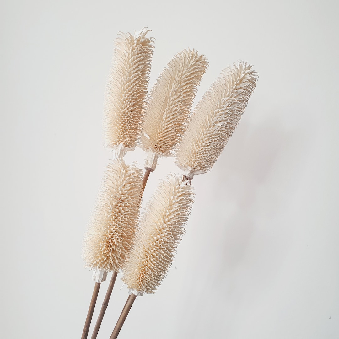 Gorgeous White Large Thistle Flower| Preserved Thistle, Best Dried ...