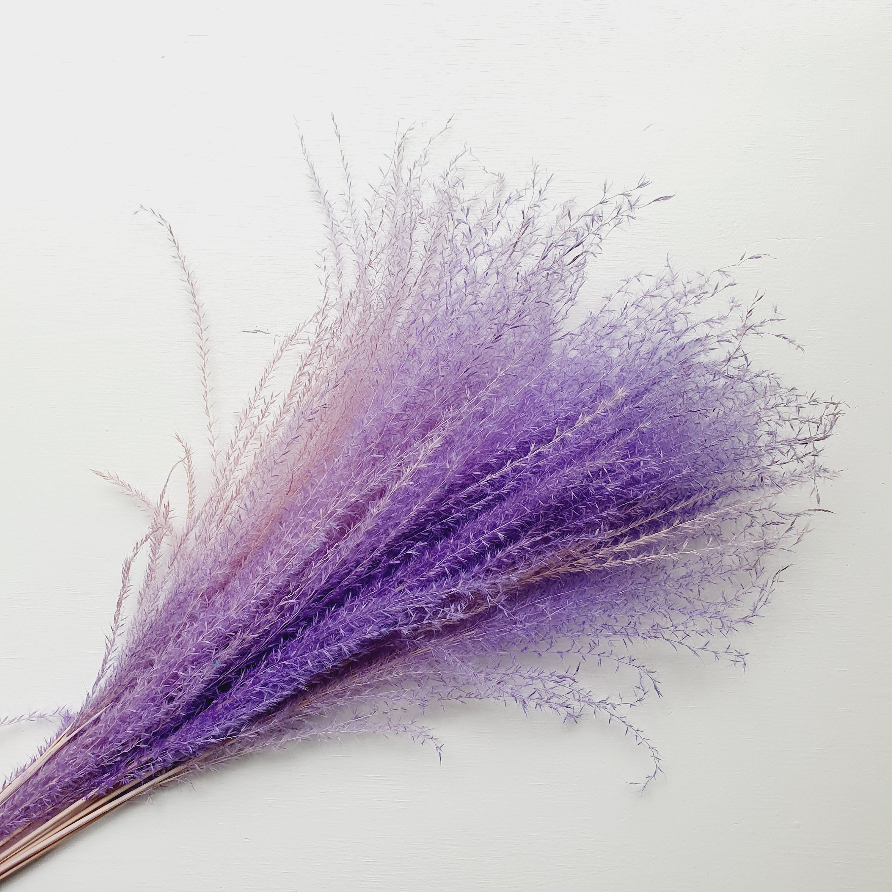 Natural Horsetail Flower / Preserved White Wedding Flower/ DIY Dried ...