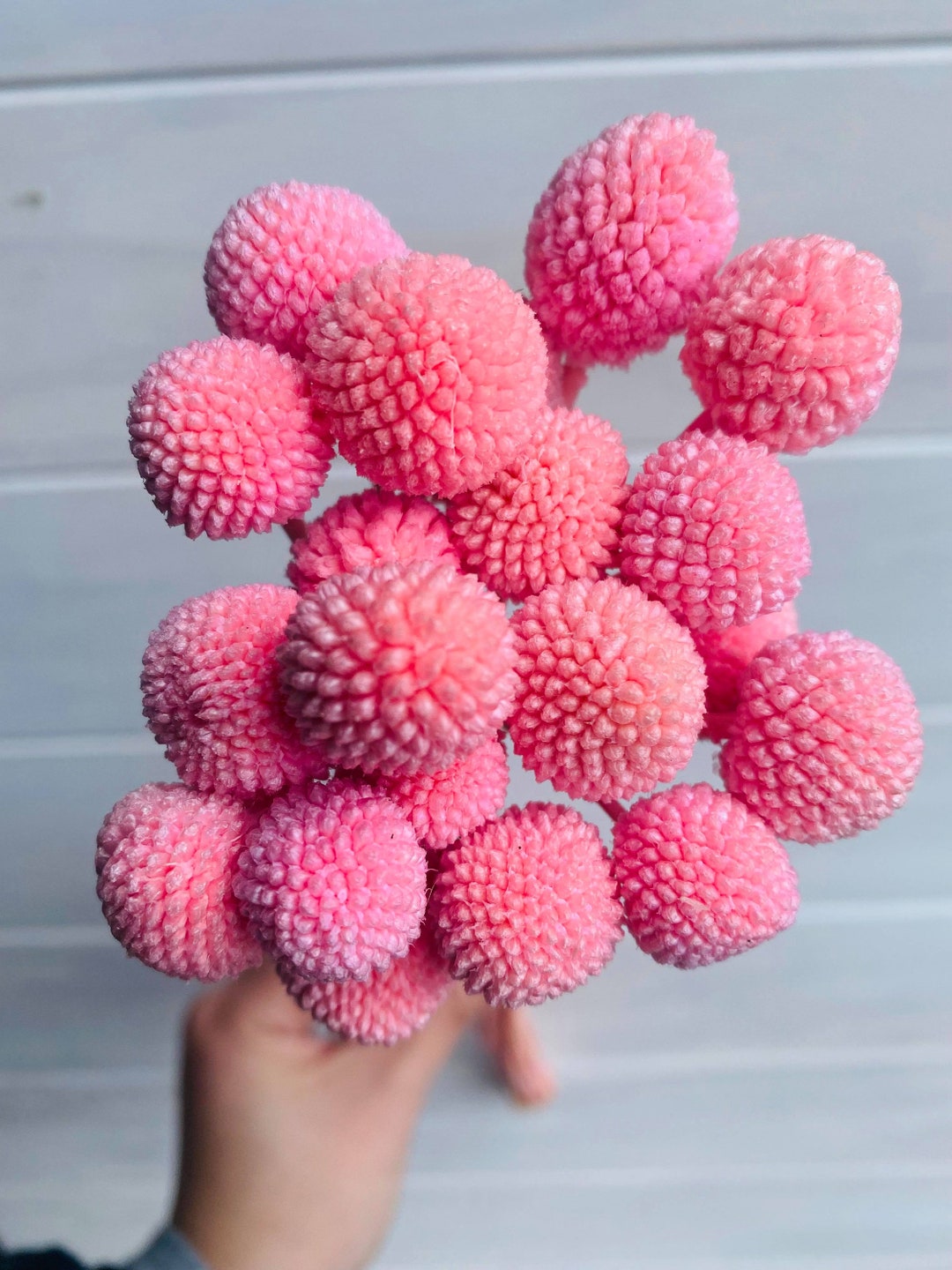 Preserved Pink Billy Buttons | BILLY BUTTON , Stunning Dry Flower ...