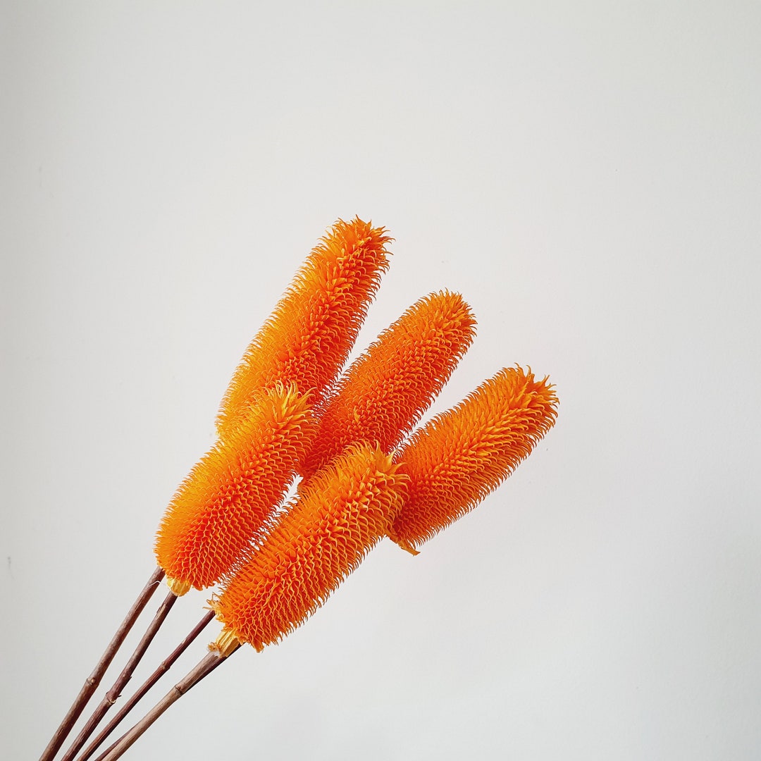Bold Orange Thistle Flower|large DRIED THISTLE Preserved Thistle, Best ...