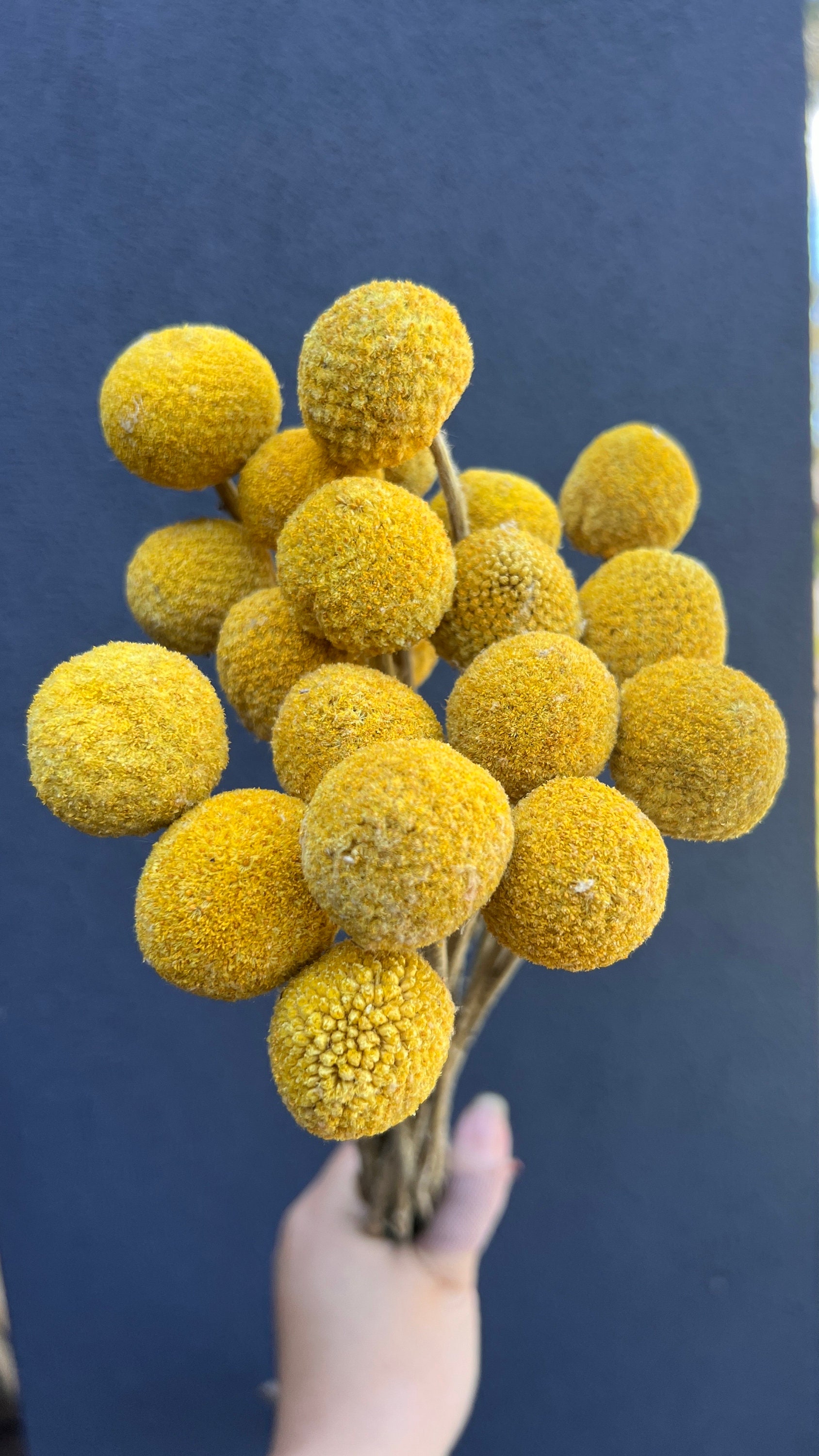 Natural Billy Buttons / Dried Billy Buttons, Stunning Dry Flower ...