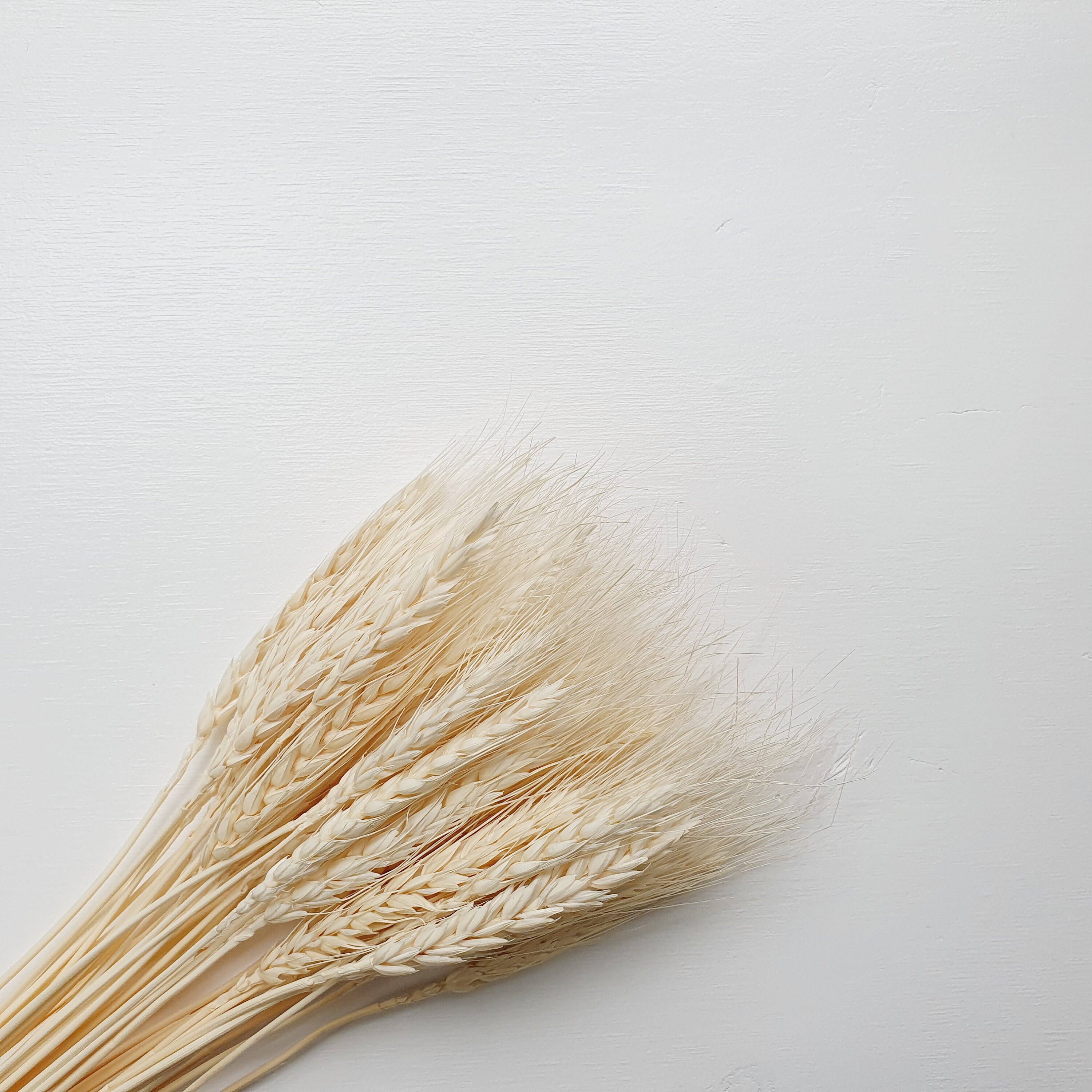 White Wheat Grass Flower/ Dried Wheat Grass Flower Dried - Etsy UK