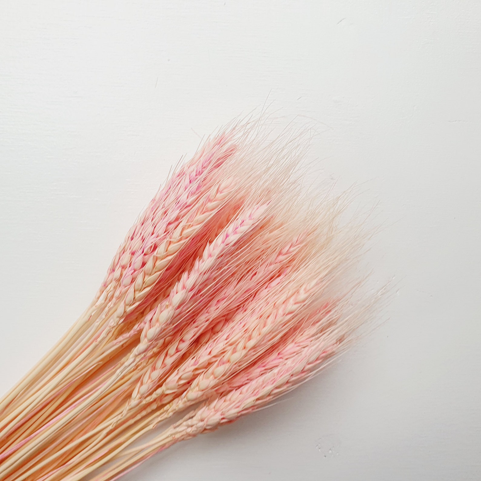 Passionate Pink Wheat Grass Flowerdried Wheat Grass Dried - Etsy