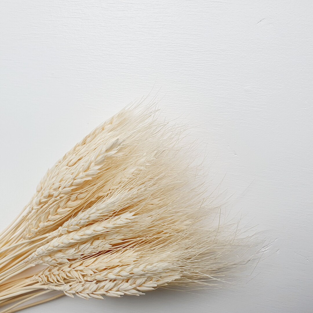 White Wheat Grass Flower/ Dried Wheat Grass Flower, Dried Botanicals ...