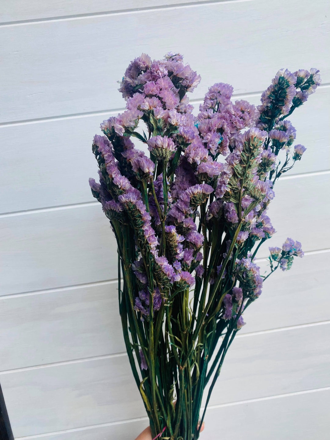 Preserved and Dried Light Purple Statice / Dried Statice Flowers ...