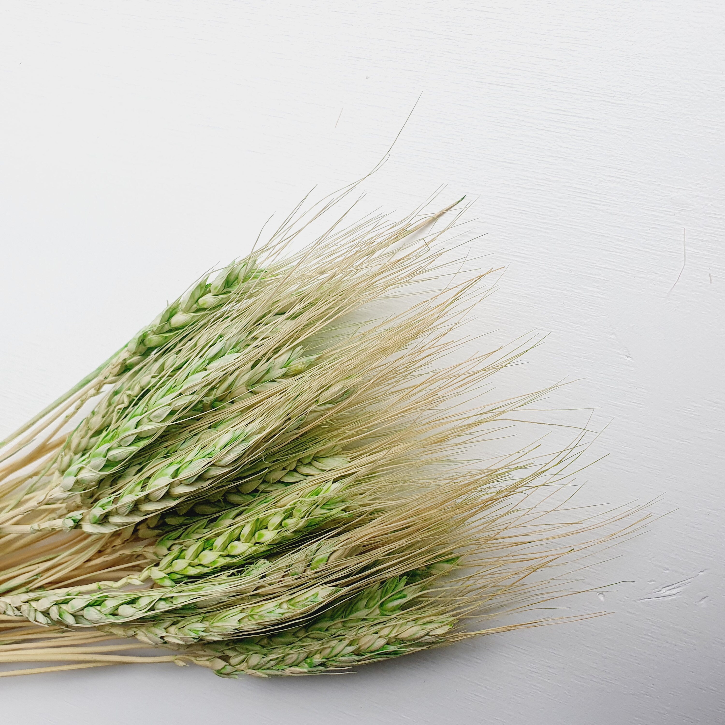 Perfectly Preserved Green Wheat Grass Flower/ Dried Dried - Etsy.de