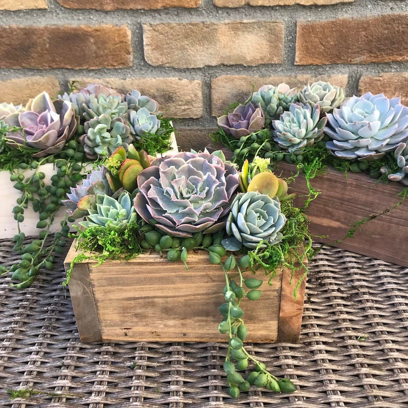 Wooden Succulent - Etsy