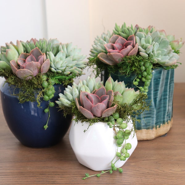 Valentine Planter - Etsy