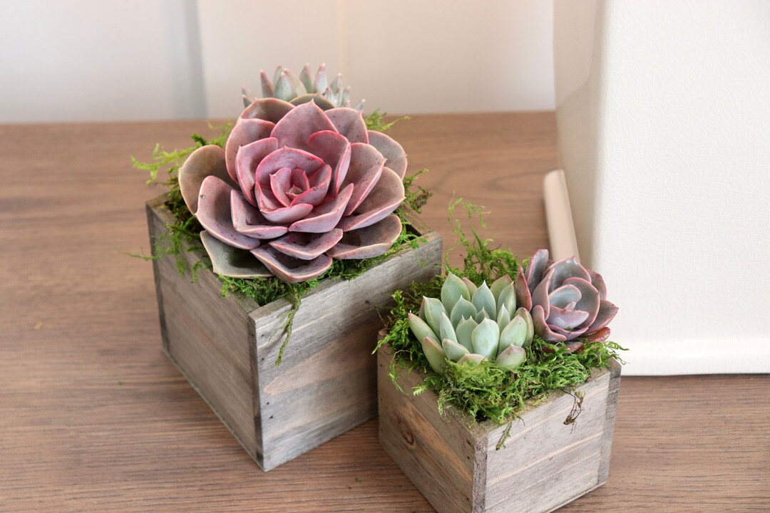 Valentine Succulent Arrangement, Valentine Planter, Valentine Gift Idea ...