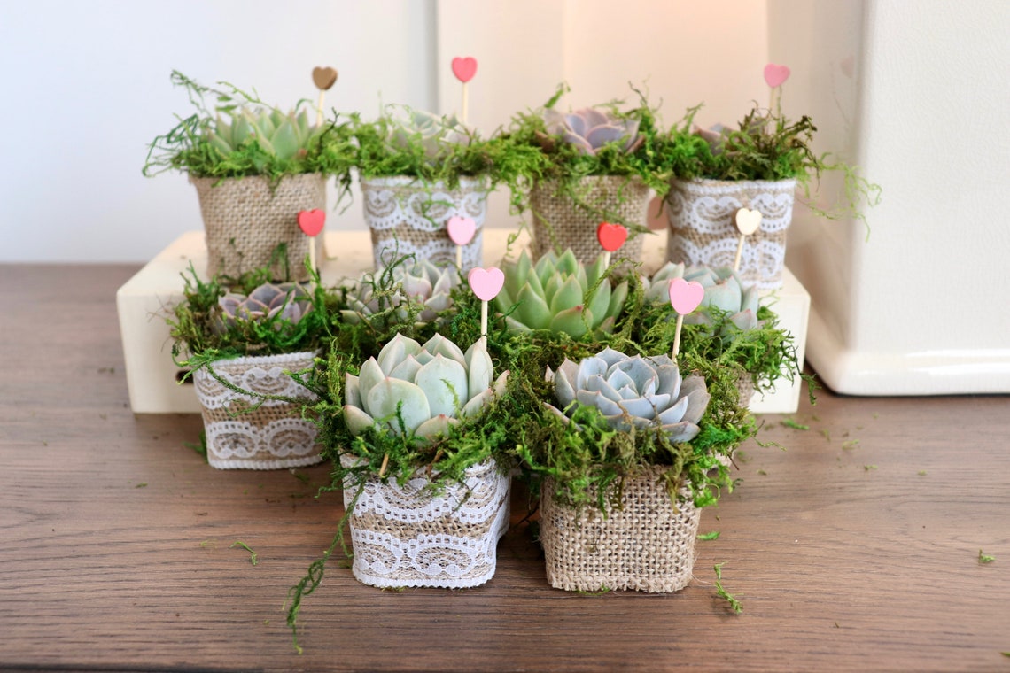 Succulent Favors Baby Shower Favors Baptism Succulent - Etsy
