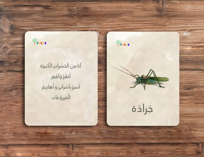 ARABIC Insects Bundle/unit Study, Insects Poster, Insect Anatomy, Flash ...