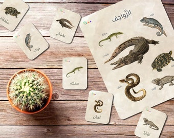 ARABIC VEHICLES Poster & Cards Bundle, Montessori Cards, Flash Cards ...