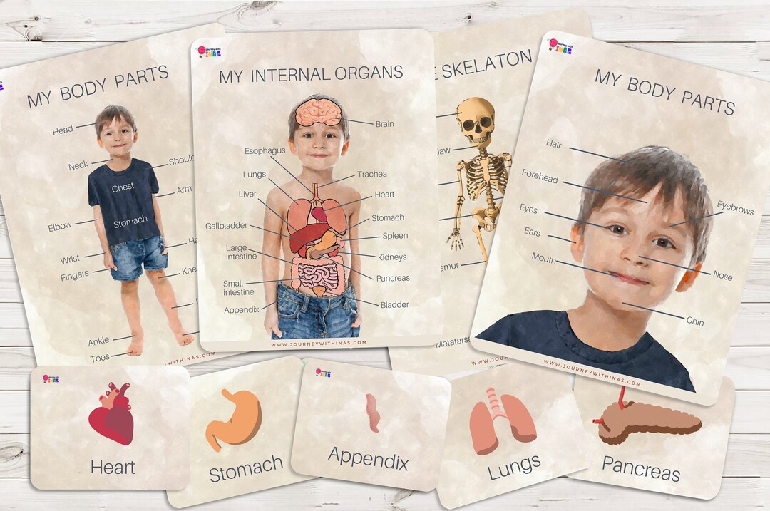 ENGLISH Human Anatomy Bundle/unit Study, Body Parts, Organs, Skeleton ...