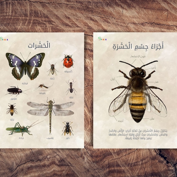 Insect Poster - Etsy