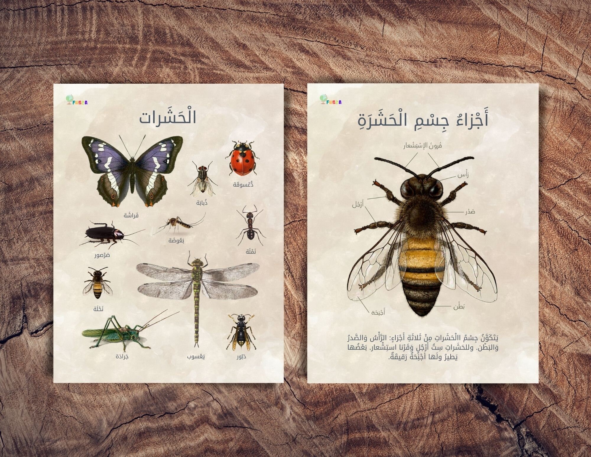 ARABIC Insects Bundle/unit Study, Insects Poster, Insect Anatomy, Flash ...