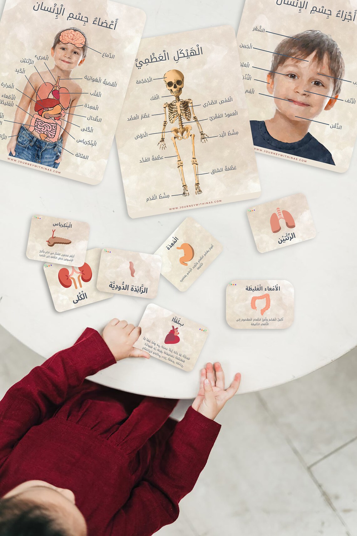 ARABIC Human Anatomy Bundle/unit Study, Body Parts, Organs, Skeleton ...