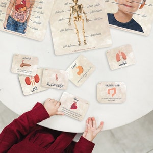 ARABIC Human Anatomy Bundle/unit Study, Body Parts, Organs, Skeleton ...