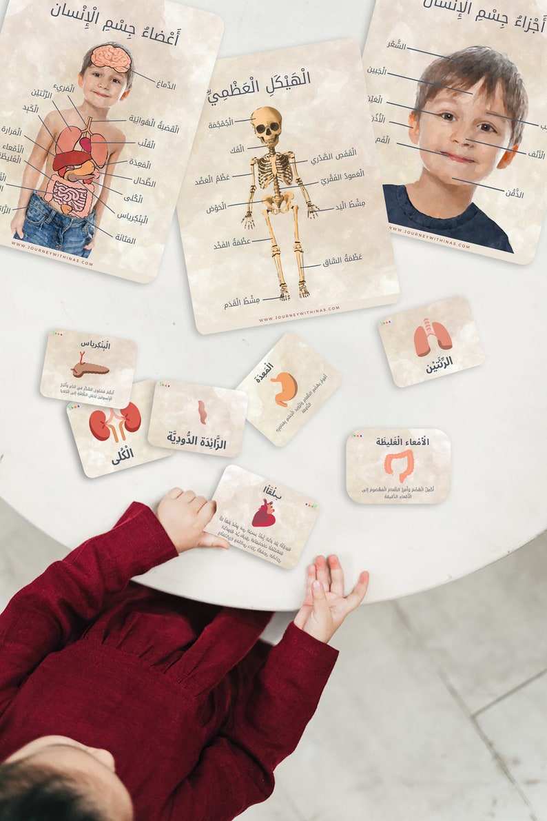 ARABIC Human Anatomy Bundle/unit Study, Body Parts, Organs, Skeleton ...
