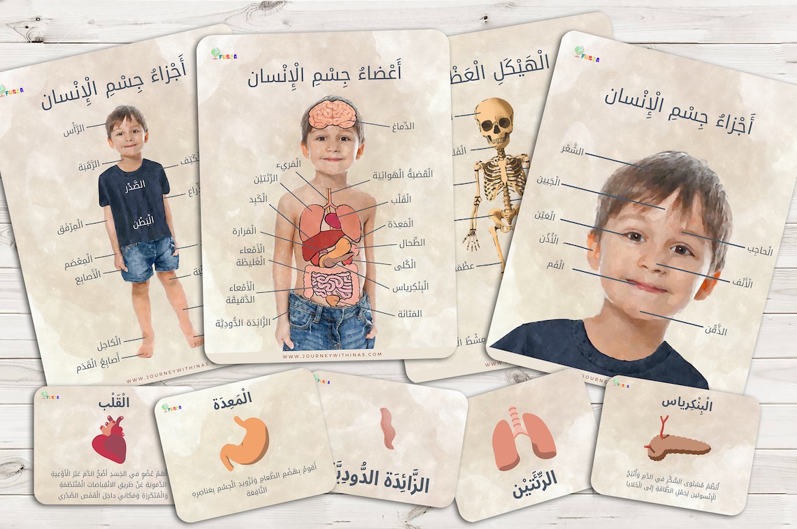 ARABIC Human Anatomy Bundle/unit Study, Body Parts, Organs, Skeleton ...