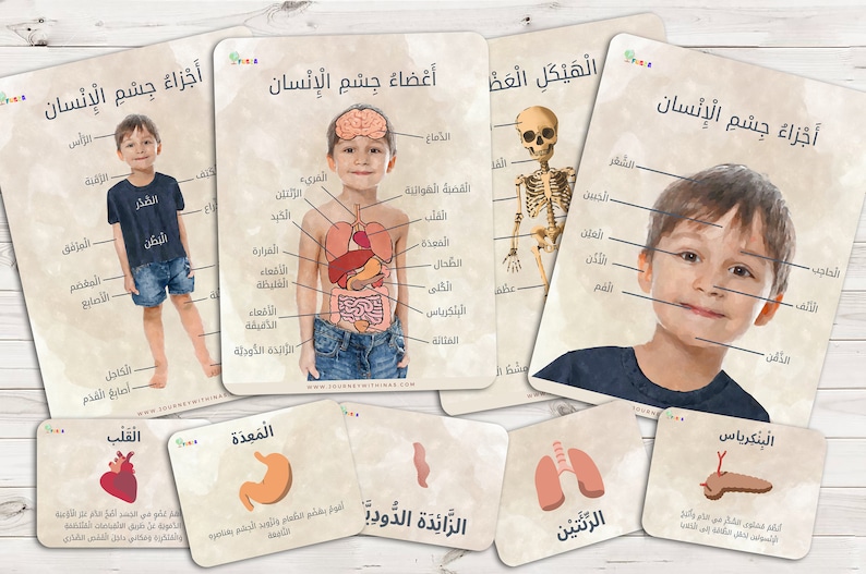 ARABIC Human Anatomy Bundle/unit Study, Body Parts, Organs, Skeleton ...