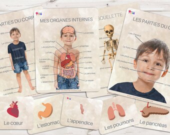 ARABIC Human Anatomy Bundle/unit Study, Body Parts, Organs, Skeleton ...