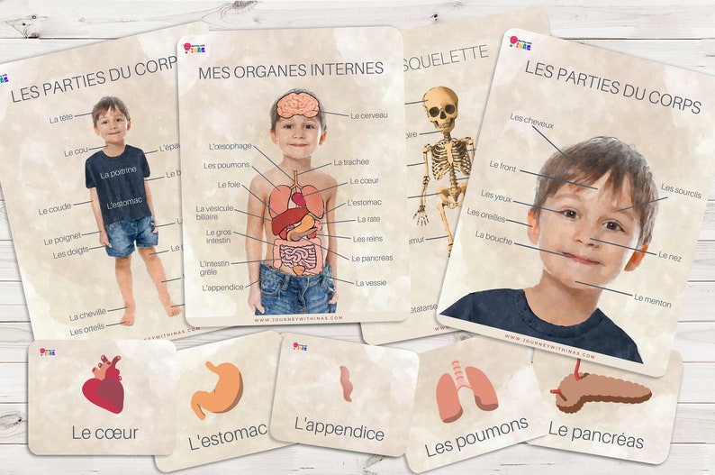 FRENCH/FRANCAIS Human Anatomy Bundle/unit Study, Body Parts, Organs ...
