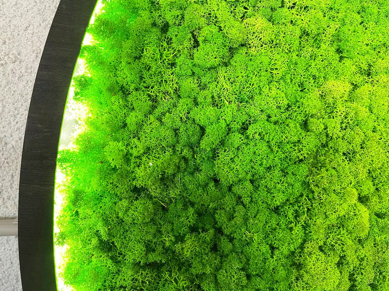 Natural Dried Moss Wall Art With Led, Moss Wall Art Decor, Oversized ...
