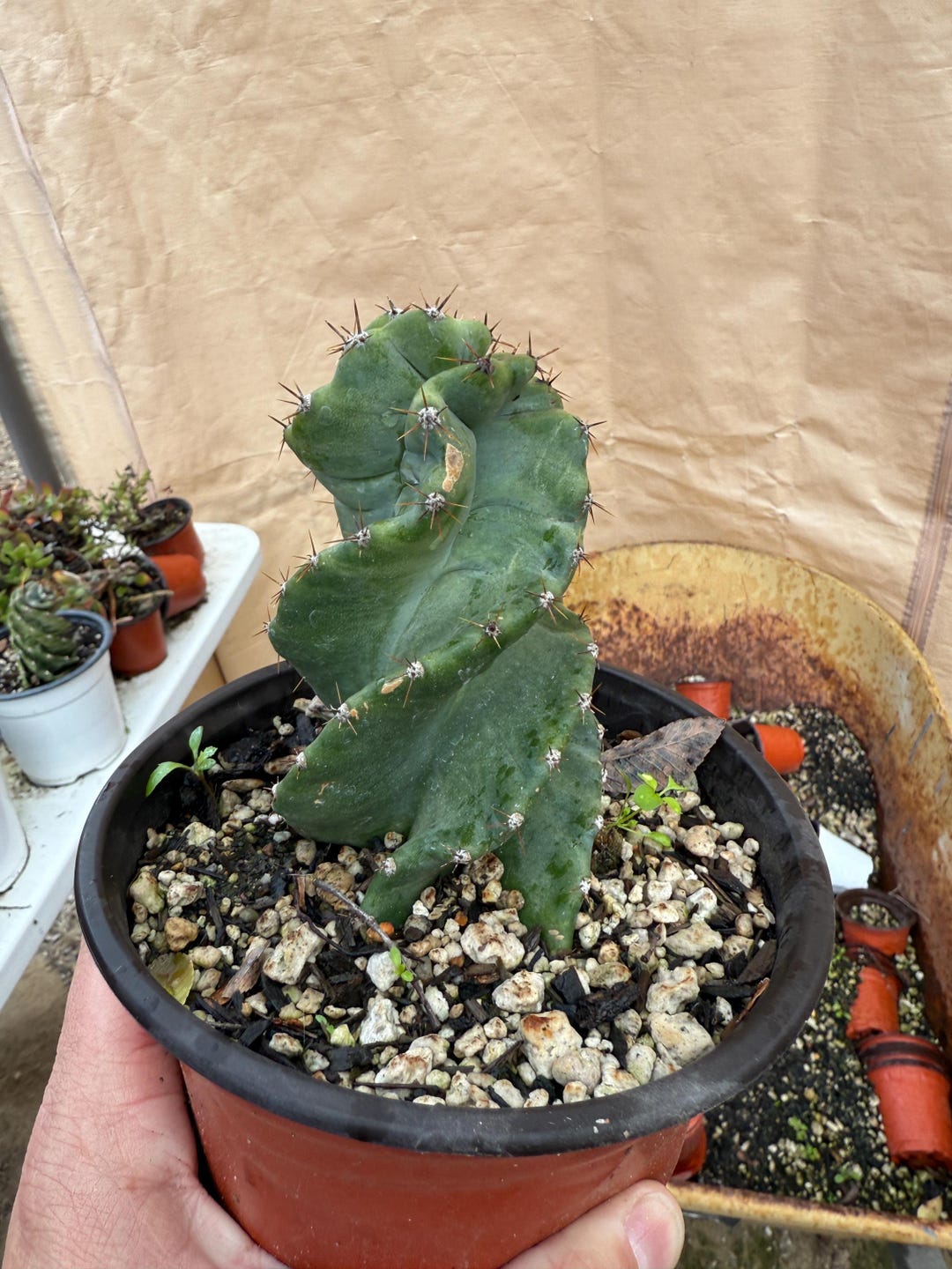 Cereus Forbesii Spiralis Spiral Cactus - Etsy