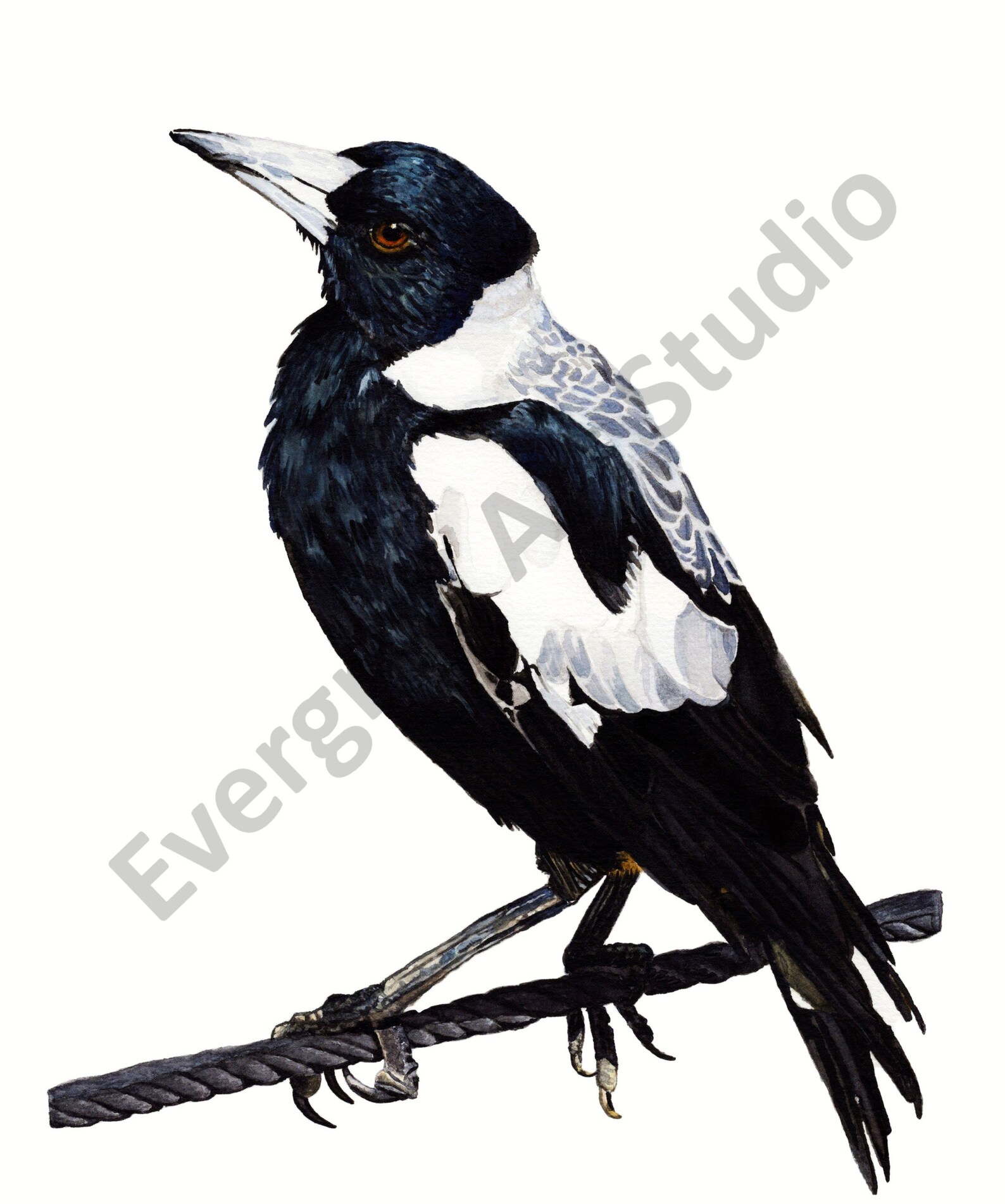 LIMITED EDITION Original Magpie Watercolour Prints A4 Size - Etsy Australia