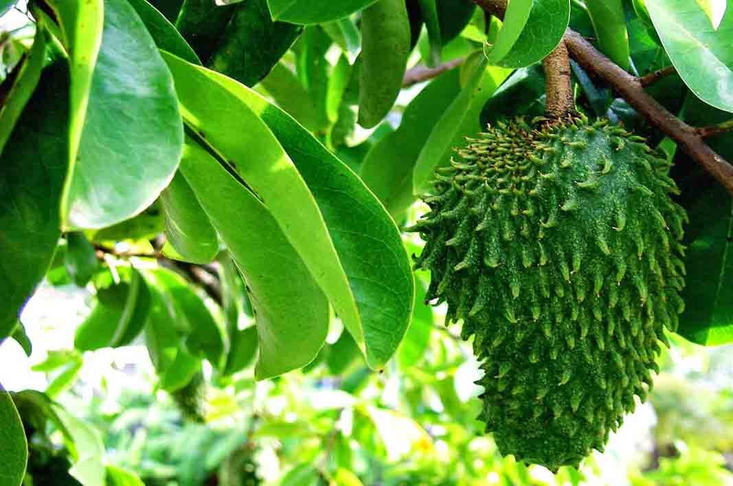 Soursop Leaves Powder, Guanabana Leaf Powder for Tea, Annona Muricata ...