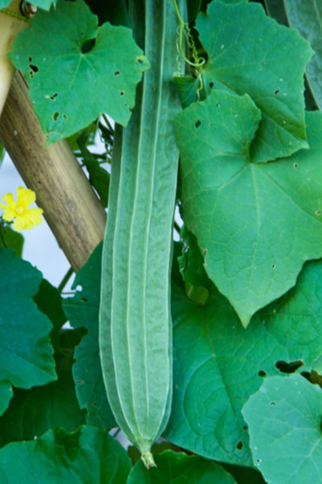 200 Loofah Seeds , 100% Natural Luffa Seeds for Home Grown & Exotic ...