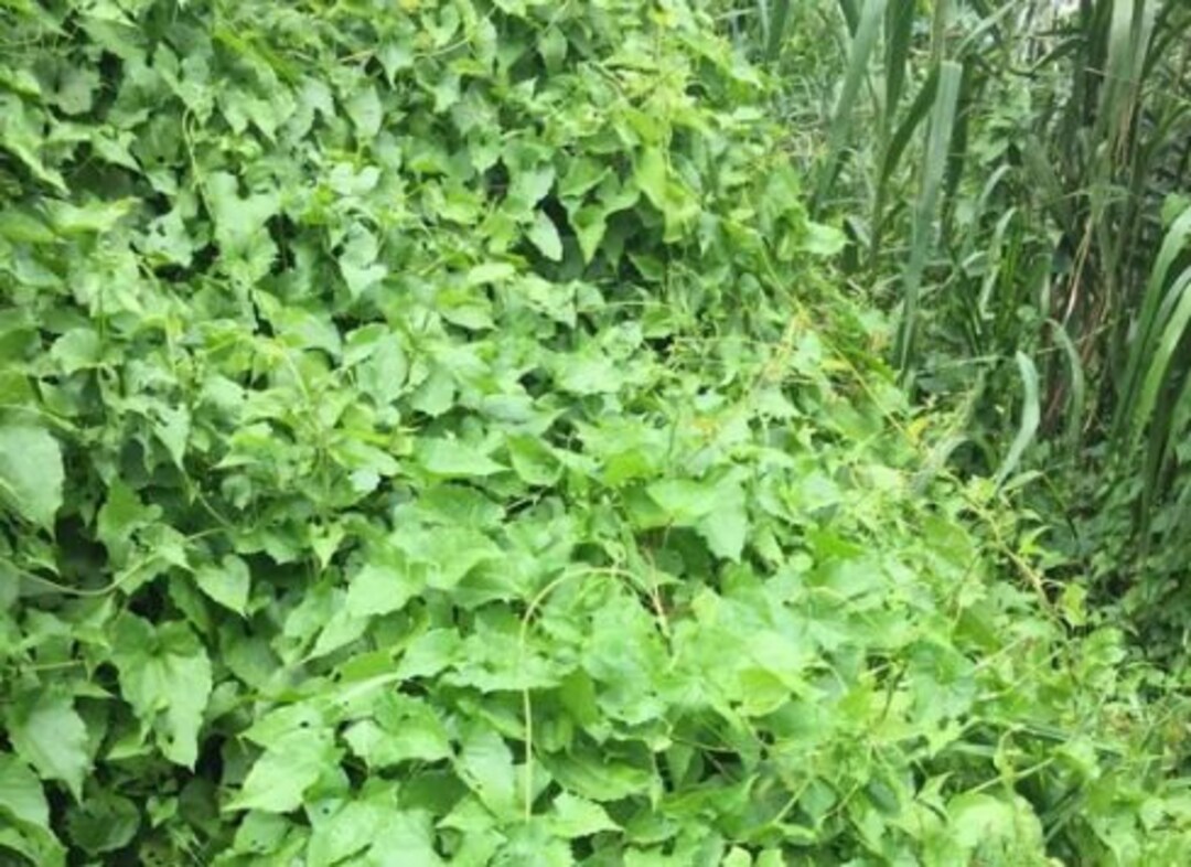 Hierbas de guaco 1 oz paquete de guaco 30 gramos 100 % - Etsy México