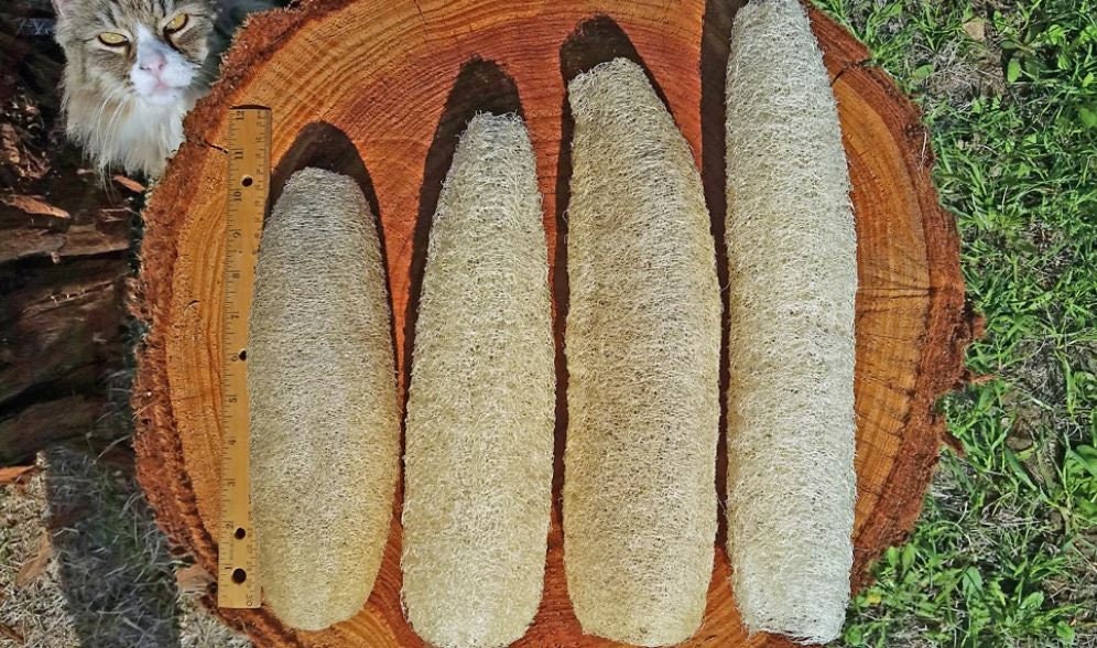 200 Loofah Seeds , 100% Natural Luffa Seeds for Home Grown & Exotic ...