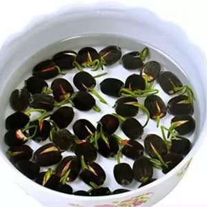 Nelumbo Nucifera Seeds Pack, Sacred Water Lotus for Planting ...