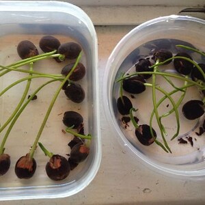 Nelumbo Nucifera Seeds Pack, Sacred Water Lotus for Planting ...