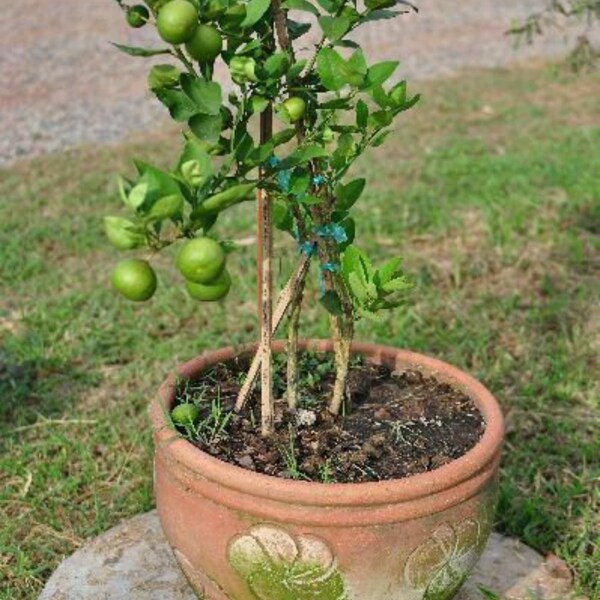Calamansi Tree - Etsy