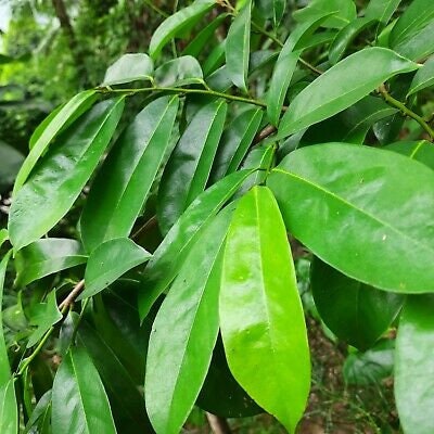 Soursop Leaves Powder, Guanabana Leaf Powder for Tea, Annona Muricata ...