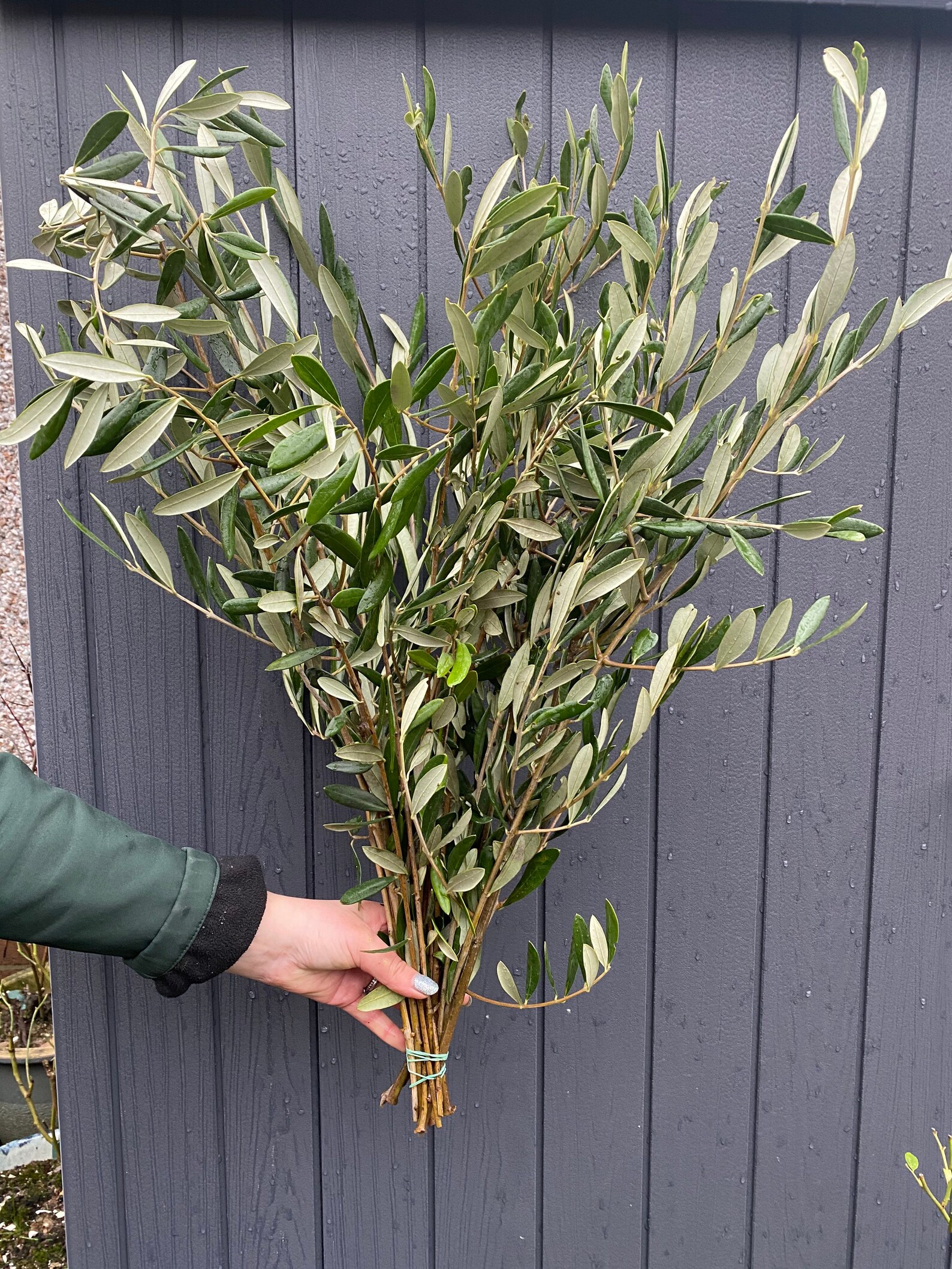 Fresh Olive Stems Natural Olive Branches - Etsy UK