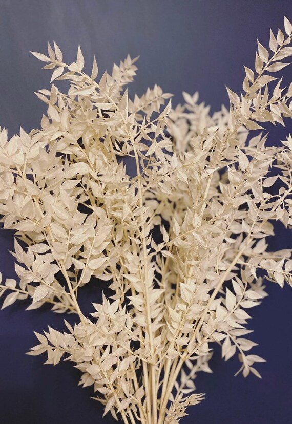 Bleached Dried Ruscus Foliage Bleached Foliage | Etsy UK