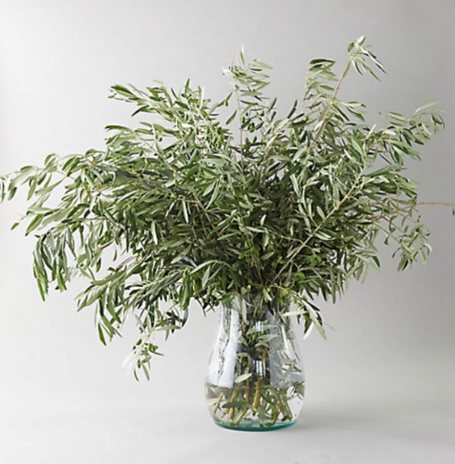 Fresh Olive Stems | Natural Olive Branches - Etsy UK